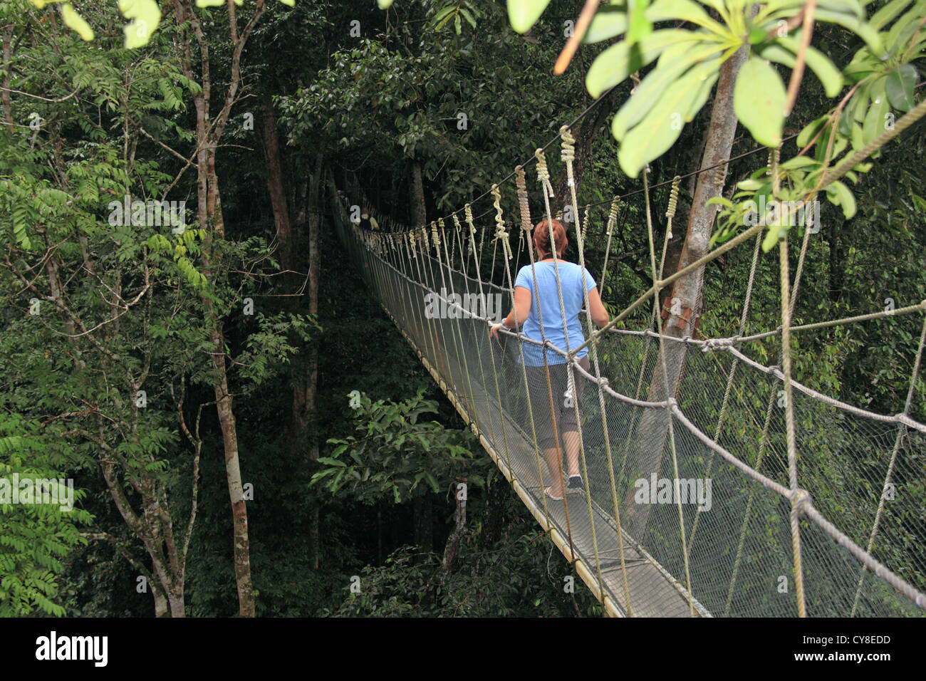 Rainforest canopy walkway, Poring Hot Springs, Kinabalu Park, Sabah ...