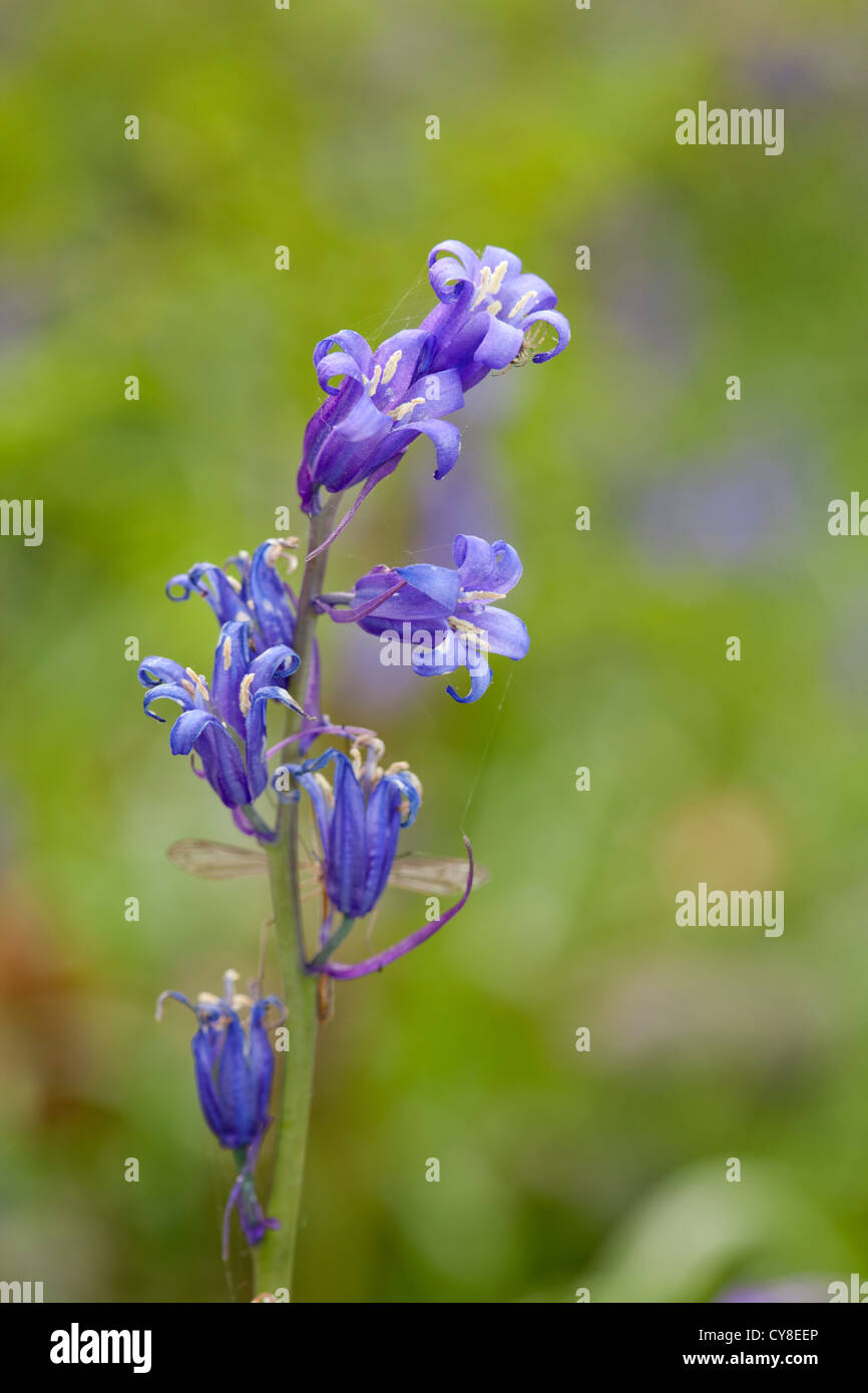 Bluebells at portglenone forest park hi-res stock photography and ...