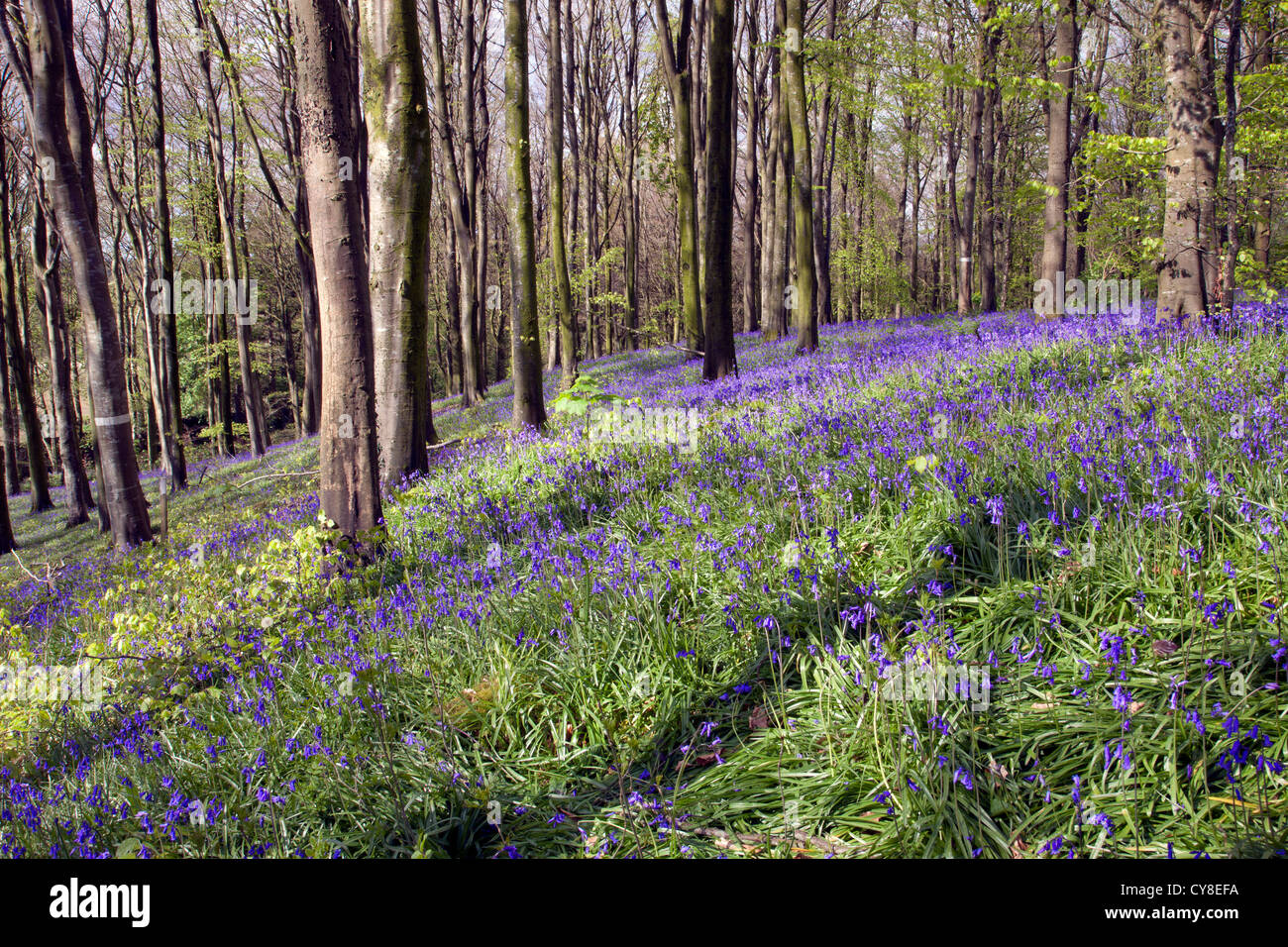 Village forest northern ireland hi-res stock photography and images - Alamy