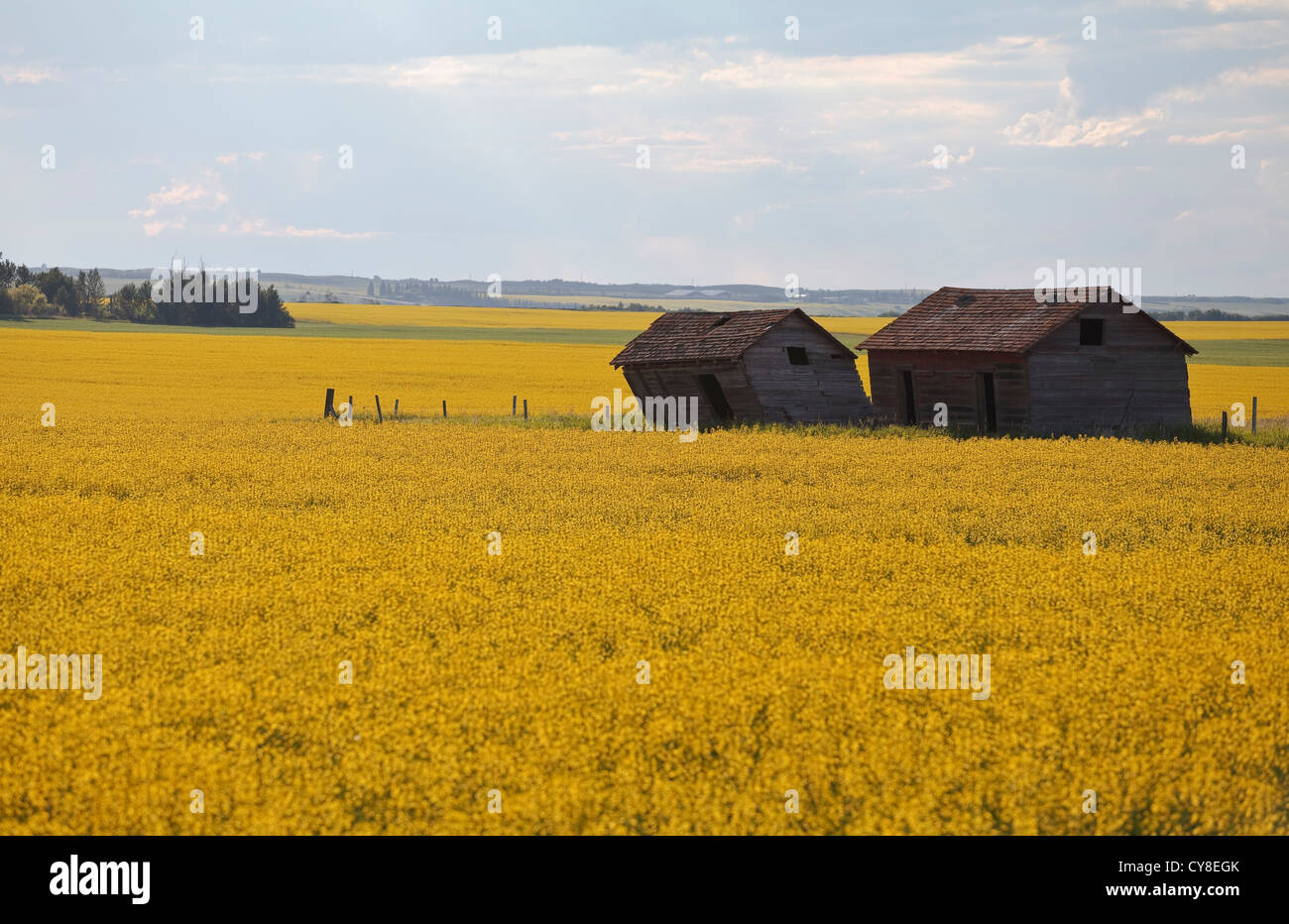Field canola growing in hi-res stock photography and images - Alamy