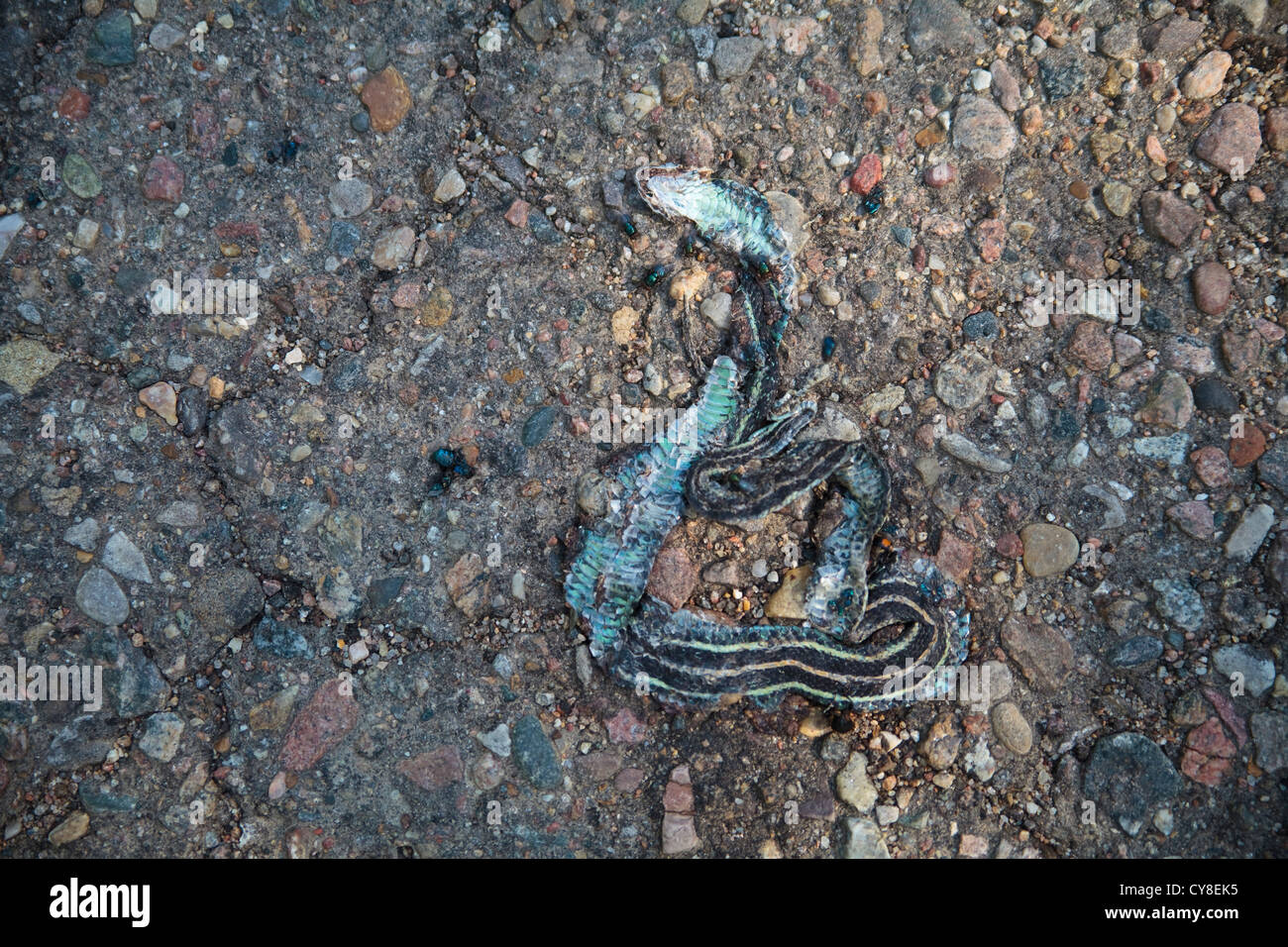 Road killed garter snake Stock Photo - Alamy