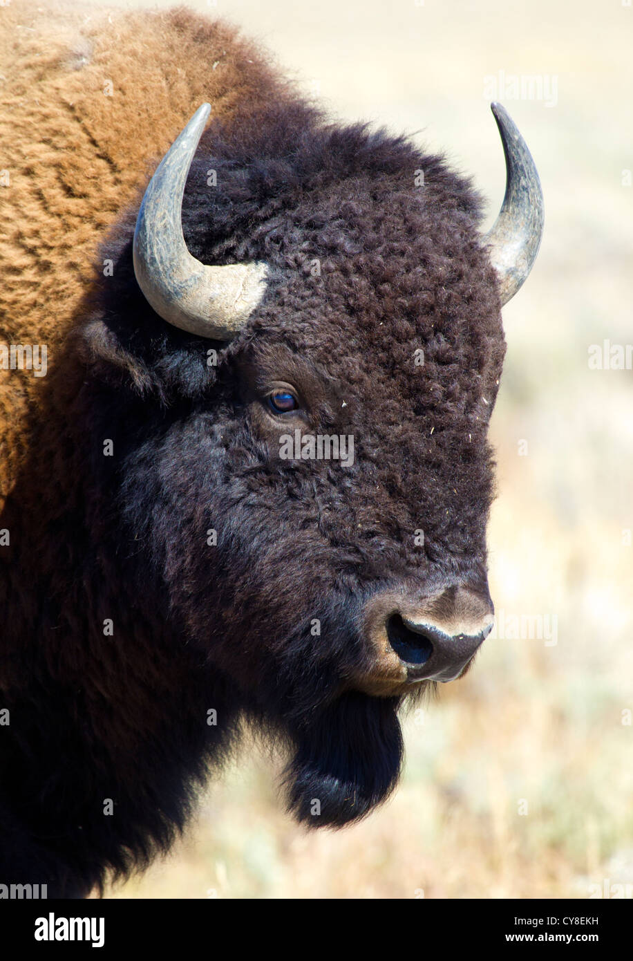 Bison Bull High Resolution Stock Photography and Images - Alamy
