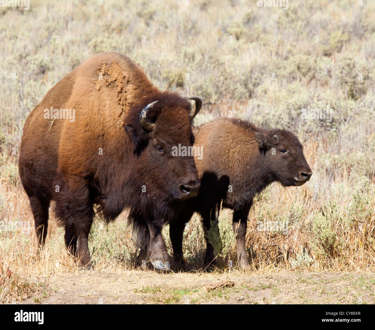 Bison cow calf hi-res stock photography and images - Alamy