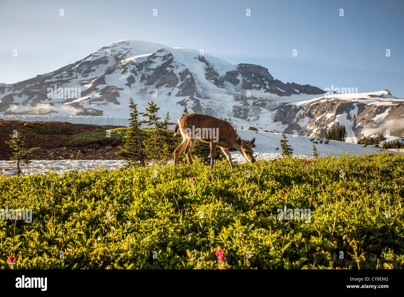 Deer mount rainier national park hi-res stock photography and images ...