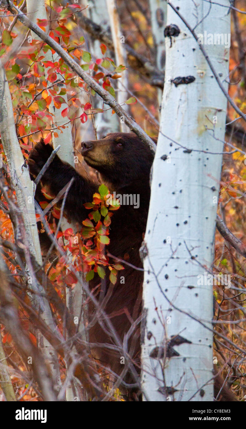 American Black Bear in Aspen Tree Stock Photo - Alamy