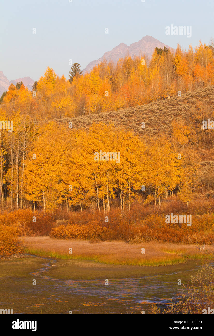 Aspens and fall color hi-res stock photography and images - Alamy