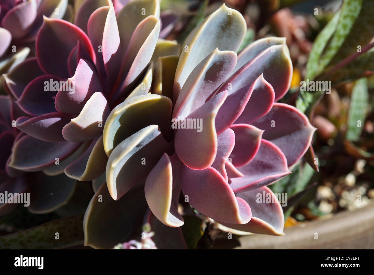 Cactus saskatchewan hi-res stock photography and images - Alamy