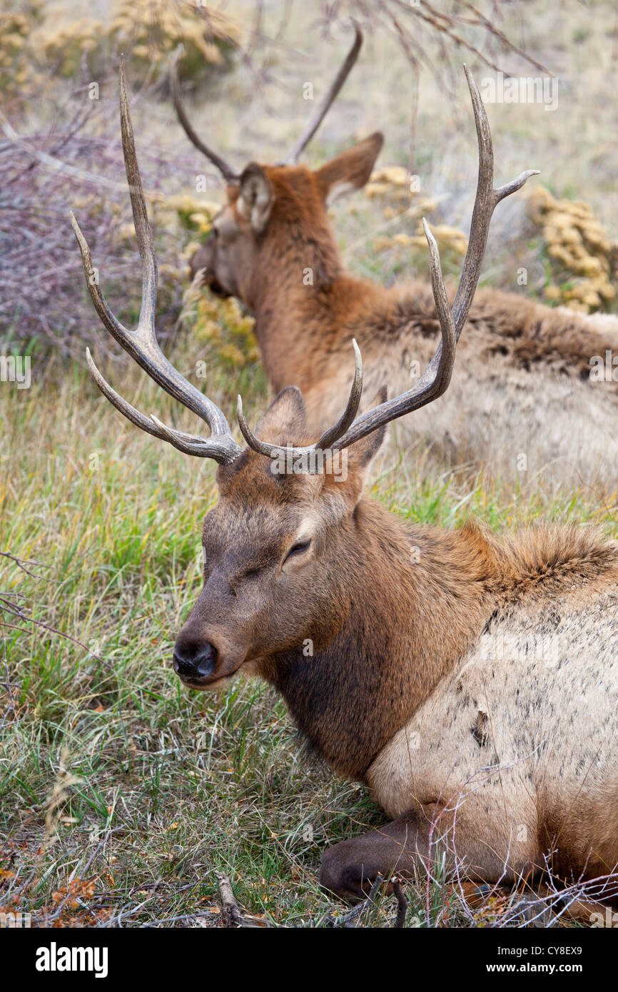 Two young male elk hang outside the herd of a larger more dominant male ...