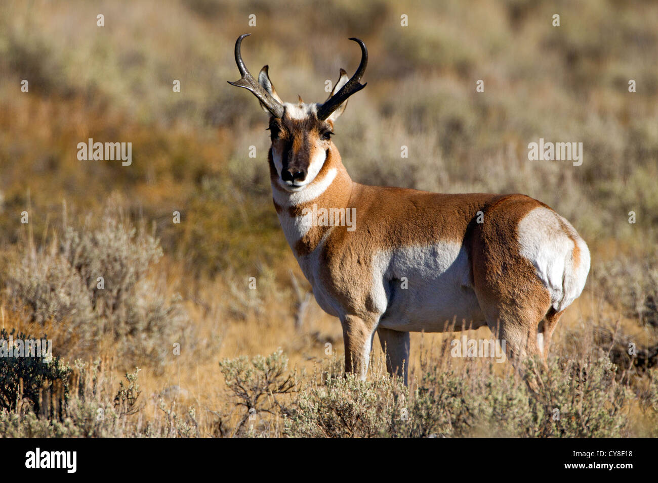 Pronghorn antelope hi-res stock photography and images - Alamy