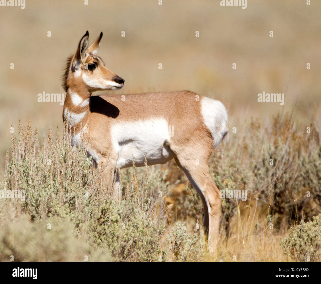 Young pronghorn hi-res stock photography and images - Alamy