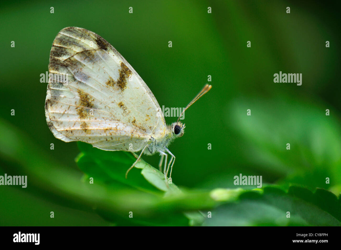 Colotis hi-res stock photography and images - Alamy