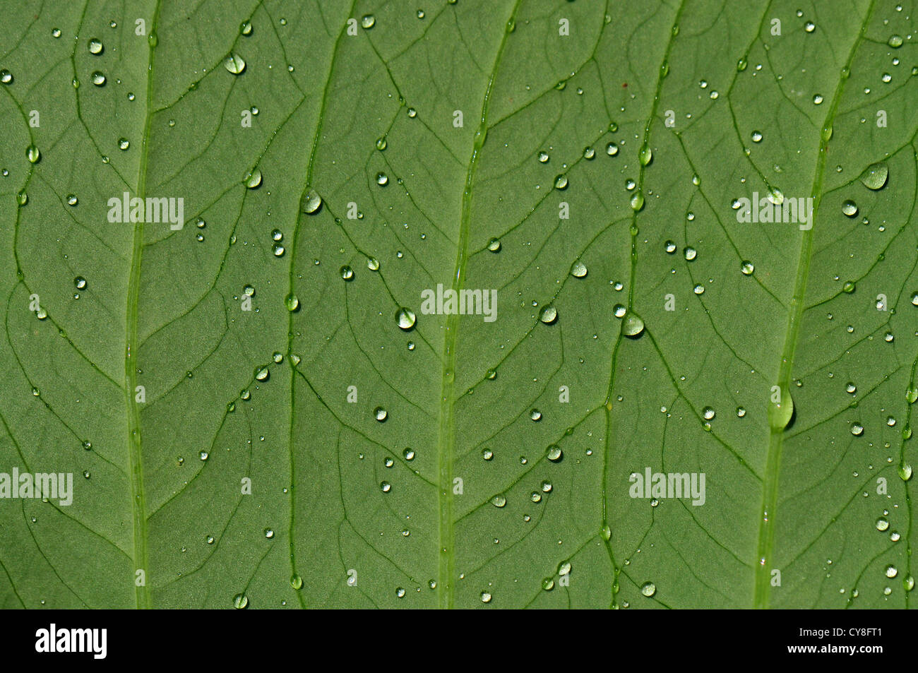 Rain and vein Stock Photo - Alamy