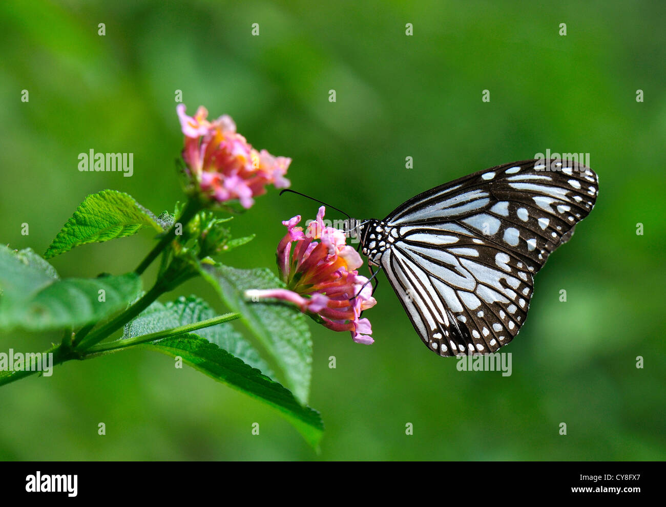 Flower and flying flower! Stock Photo - Alamy