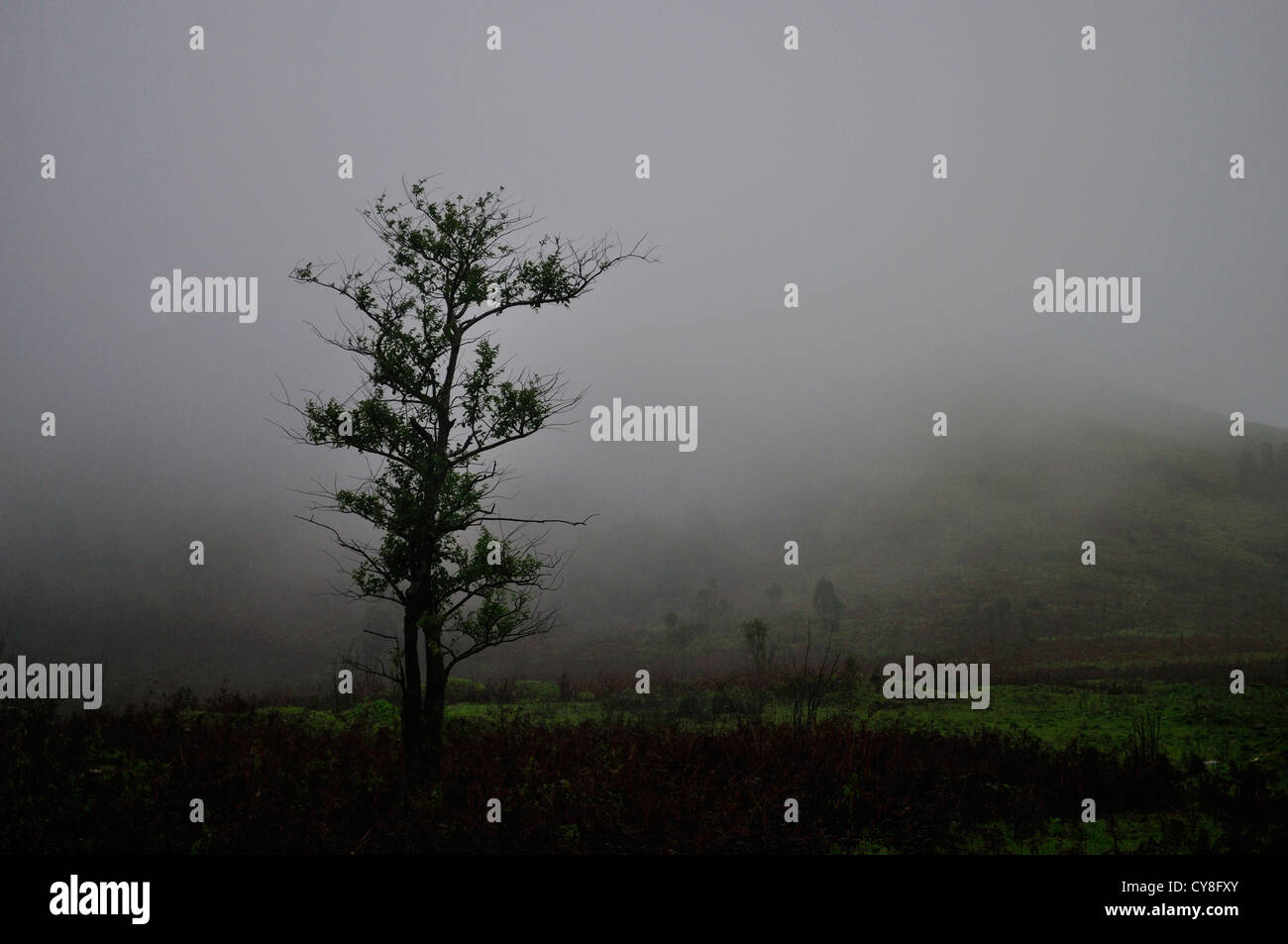 Lonely tree amidst Mist Stock Photo - Alamy