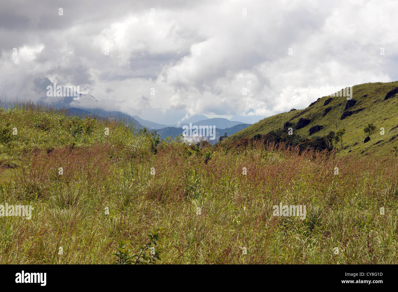 Almost leafless tree hi-res stock photography and images - Alamy