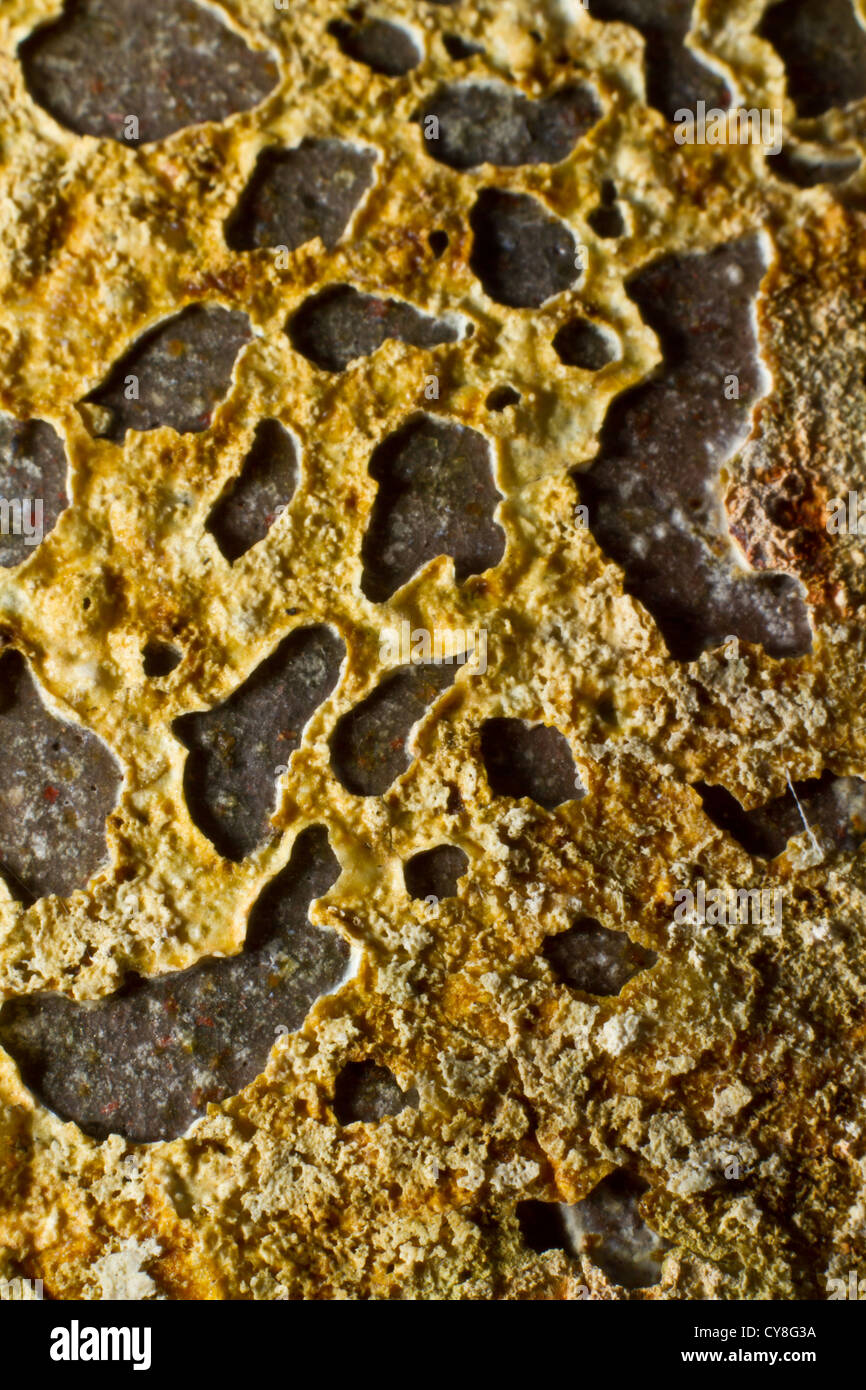 Ruff texture hi-res stock photography and images - Alamy