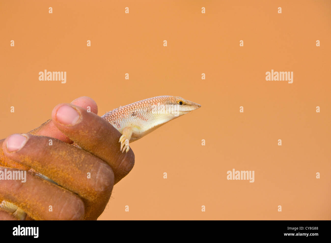 Man holding desert fish, a kind of lizard in Sahara Desert, Erg Chebbi ...