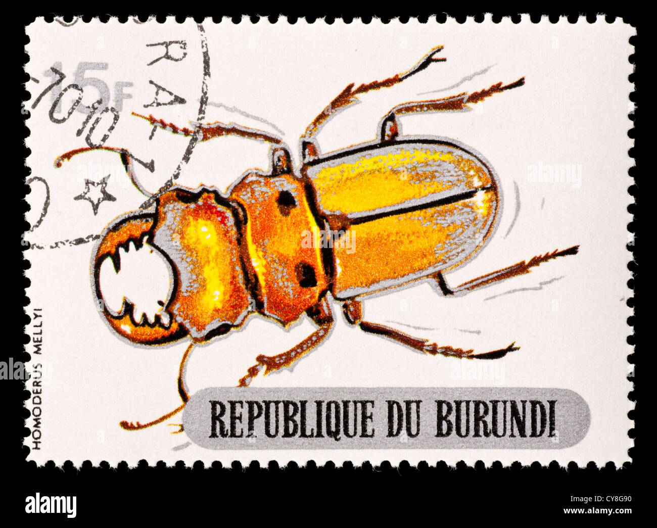 Homoderus mellyi stag beetle hi-res stock photography and images - Alamy