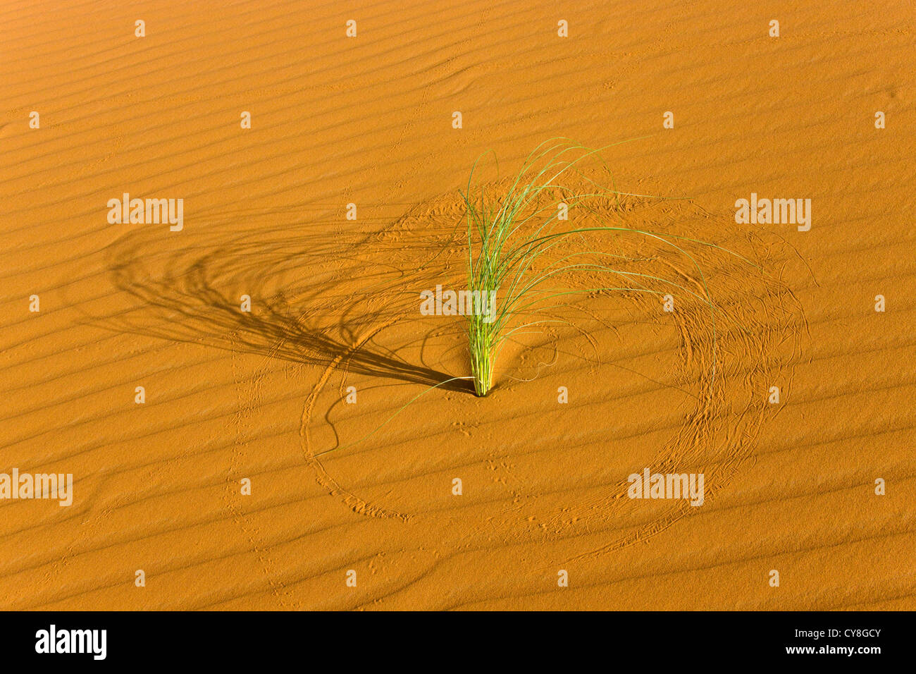 Grass in Sahara Desert, Erg Chebbi, Morocco Stock Photo - Alamy