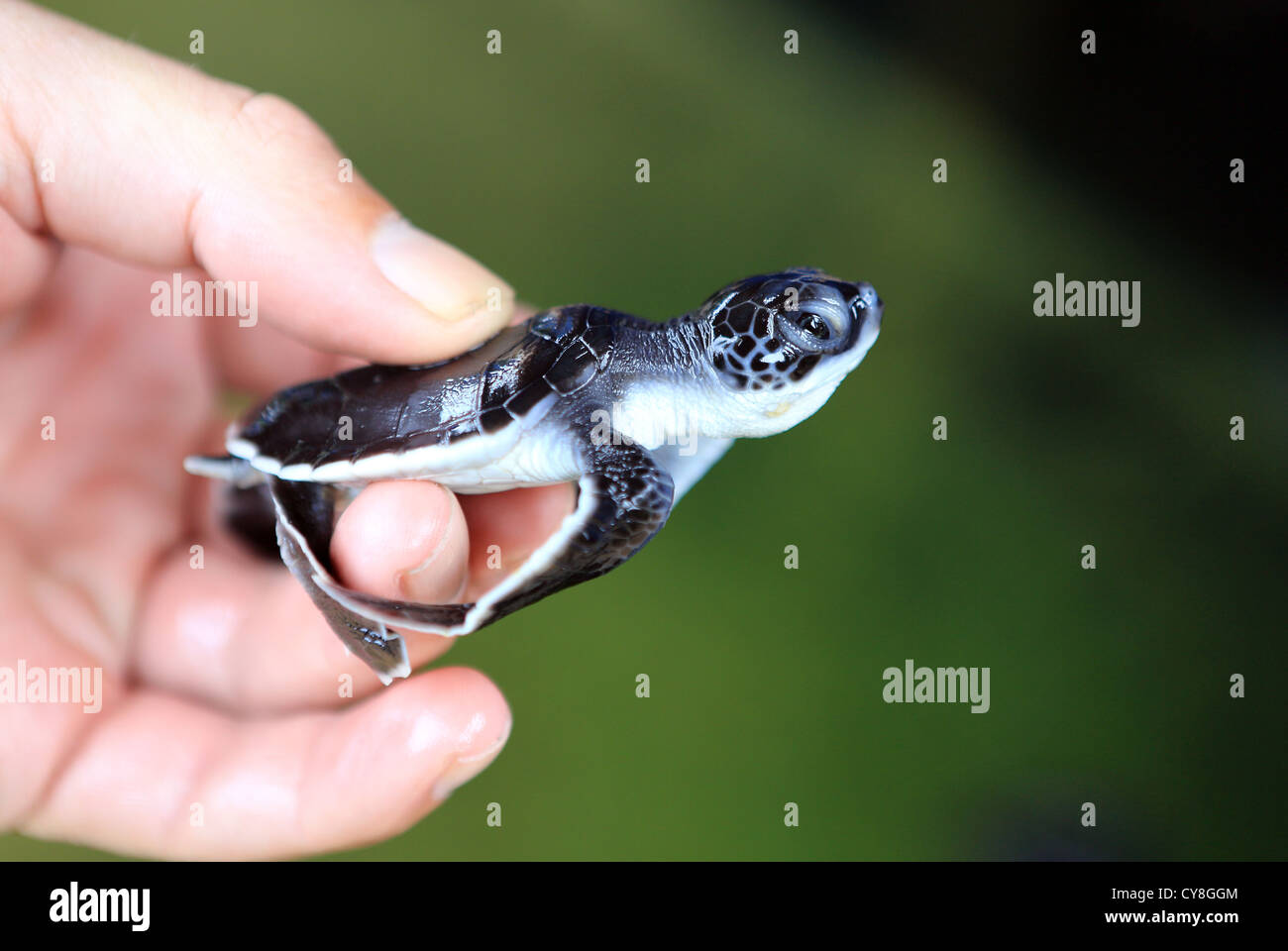 Man holding baby green turtle at Koggala Habaraduwa turtle hatchery in ...