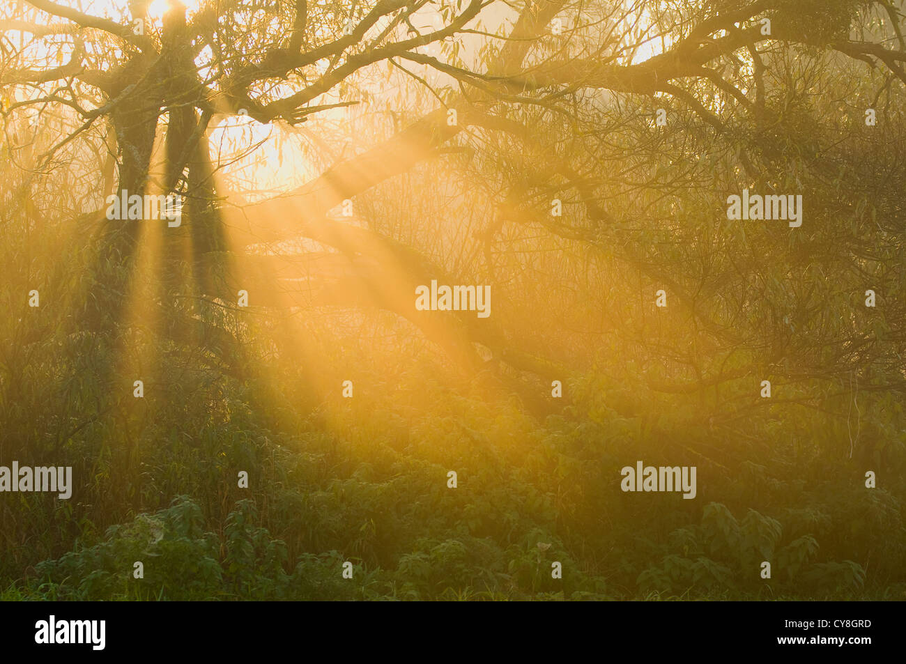 Ray crown hi-res stock photography and images - Alamy