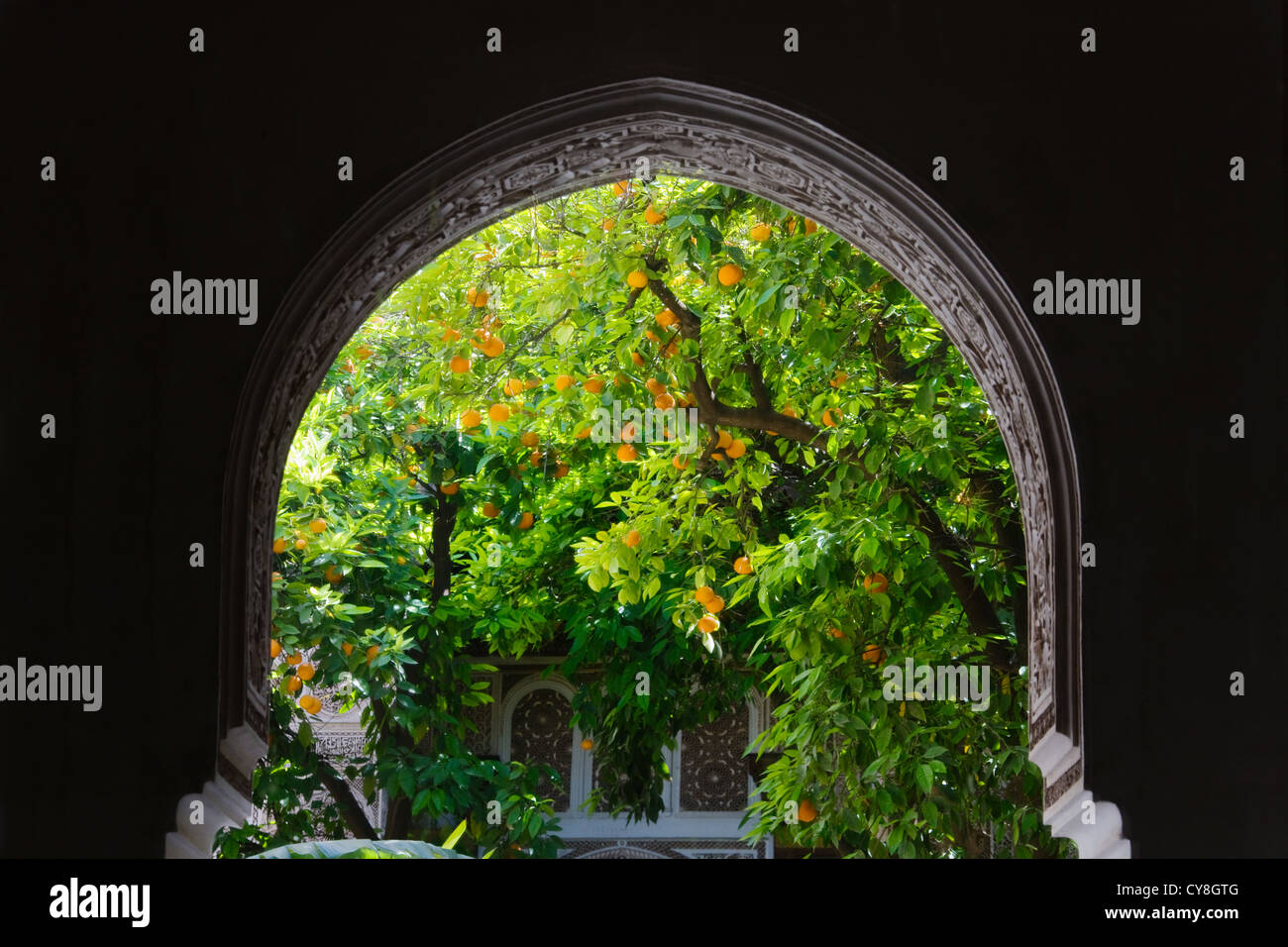 Orange tree in marrakech hi-res stock photography and images - Alamy
