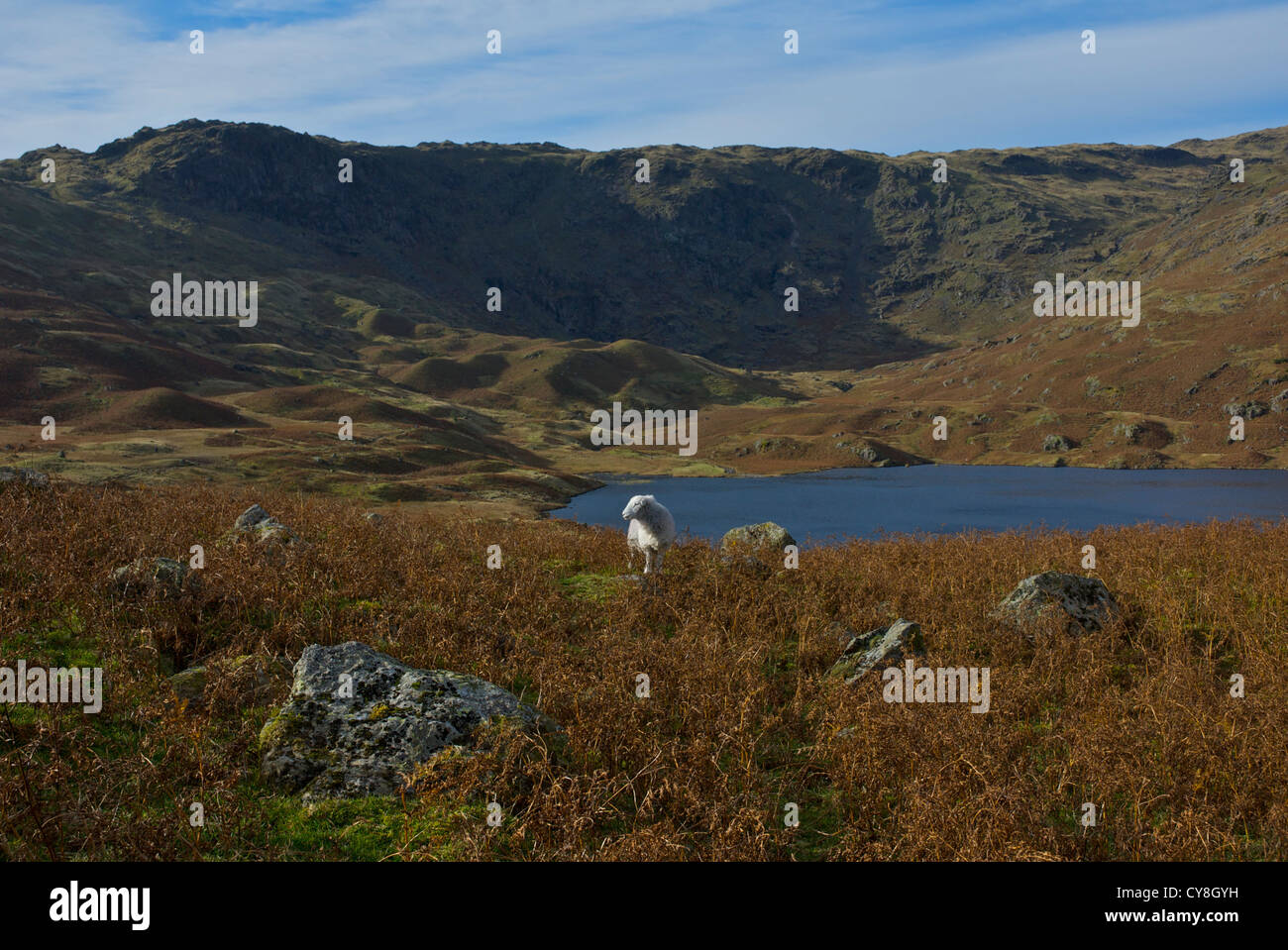 Easedale tarn hi-res stock photography and images - Alamy