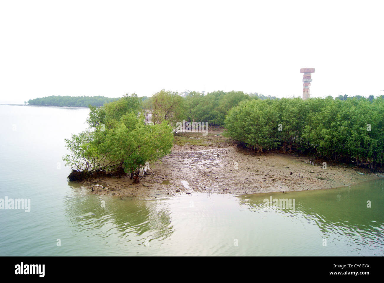 Wetland, in shenzhen bay, China Stock Photo - Alamy