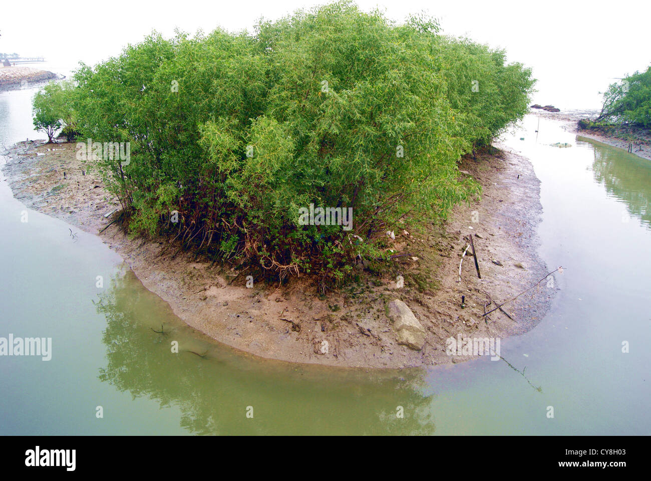 Wetland, in shenzhen bay, China Stock Photo - Alamy
