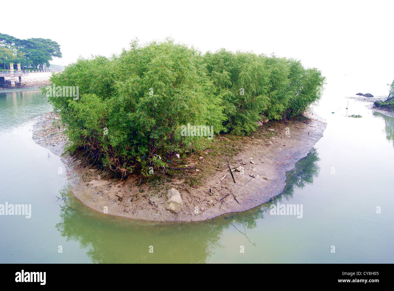 Wetland, in shenzhen bay, China Stock Photo - Alamy