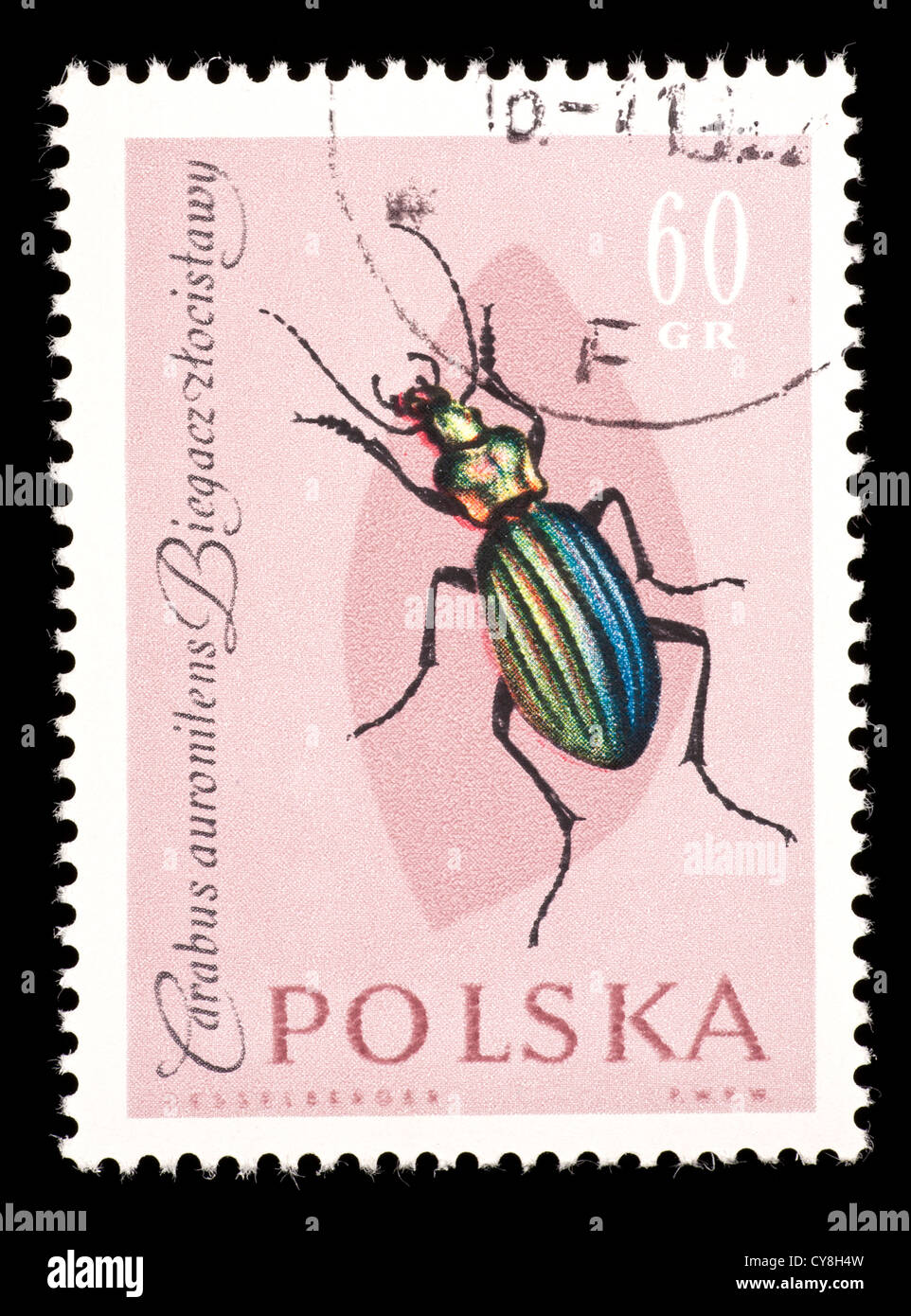 Postage stamp from Poland depicting s gold runner beetle Stock Photo ...
