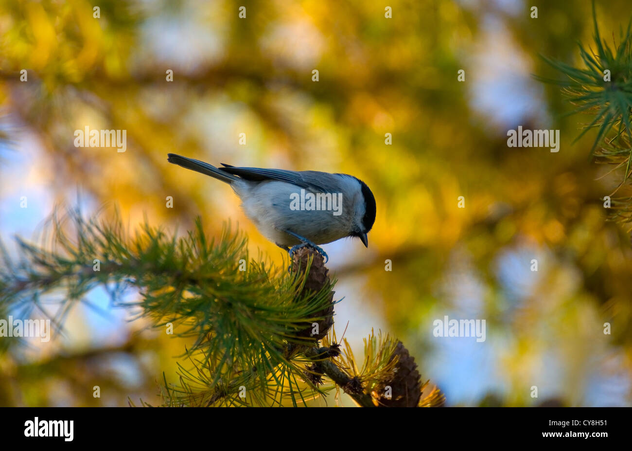 Black-tit Blackface blackface Poecile montanus Stock Photo - Alamy