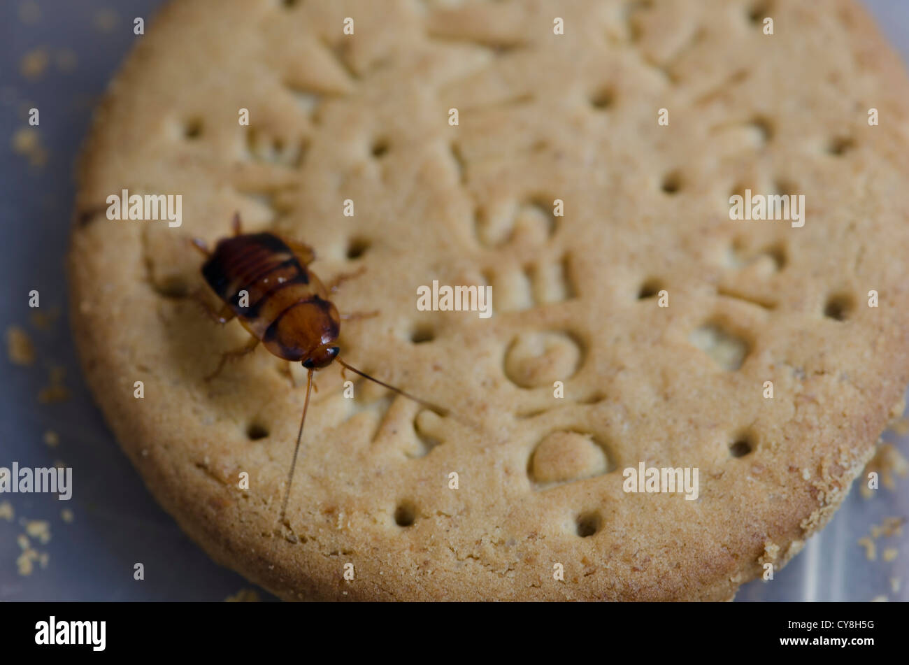 Cockroach on biscuit Stock Photo - Alamy