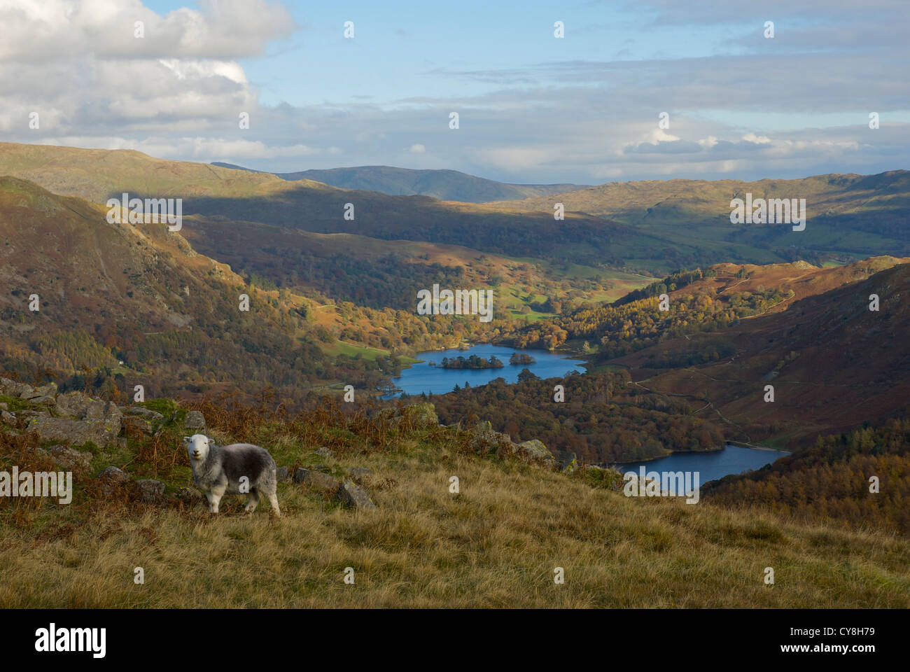 Grasmere and Rydal Water from Silver How, Lake District National Park ...