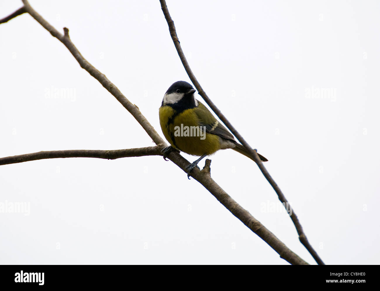 Parus major tit Stock Photo - Alamy