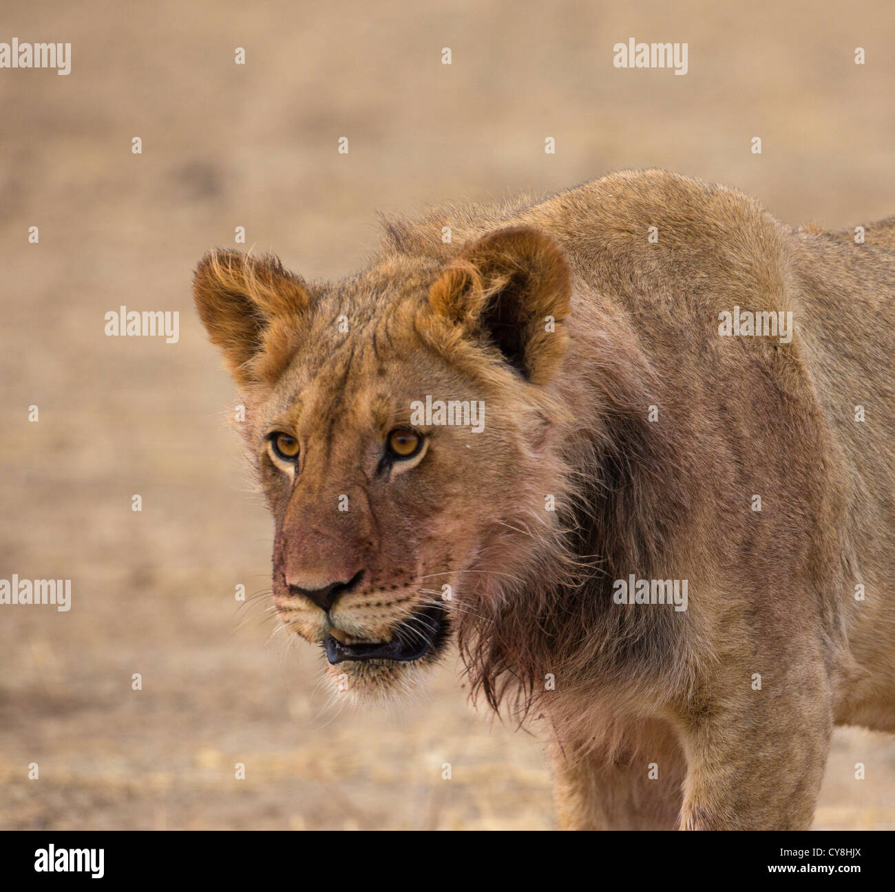 The lion hi-res stock photography and images - Alamy