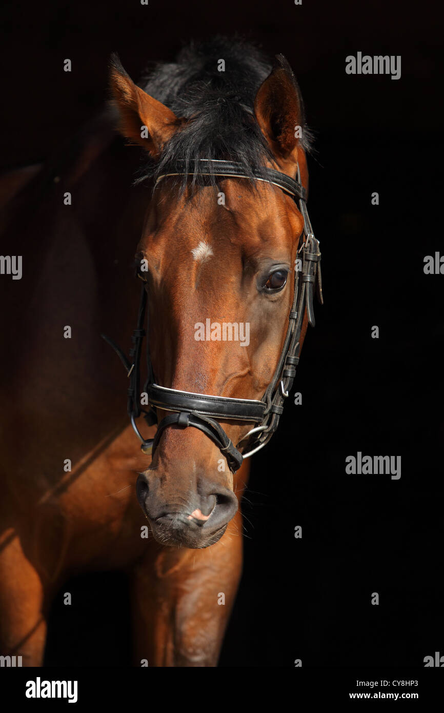 Bay Trakehner Horse with classic bridle Stock Photo - Alamy