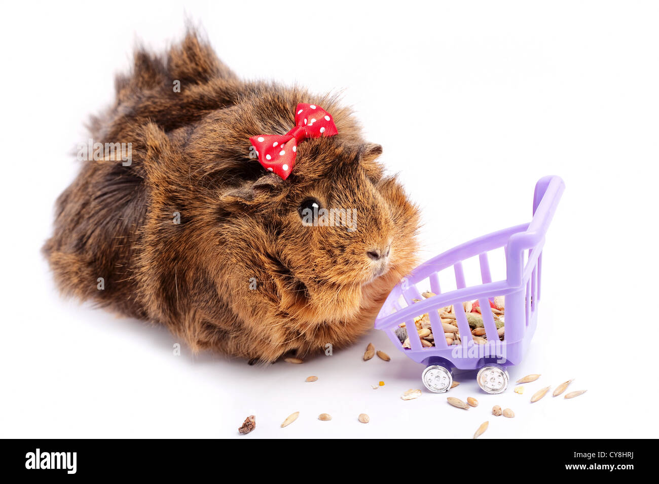 Fat guinea pig hi-res stock photography and images - Alamy