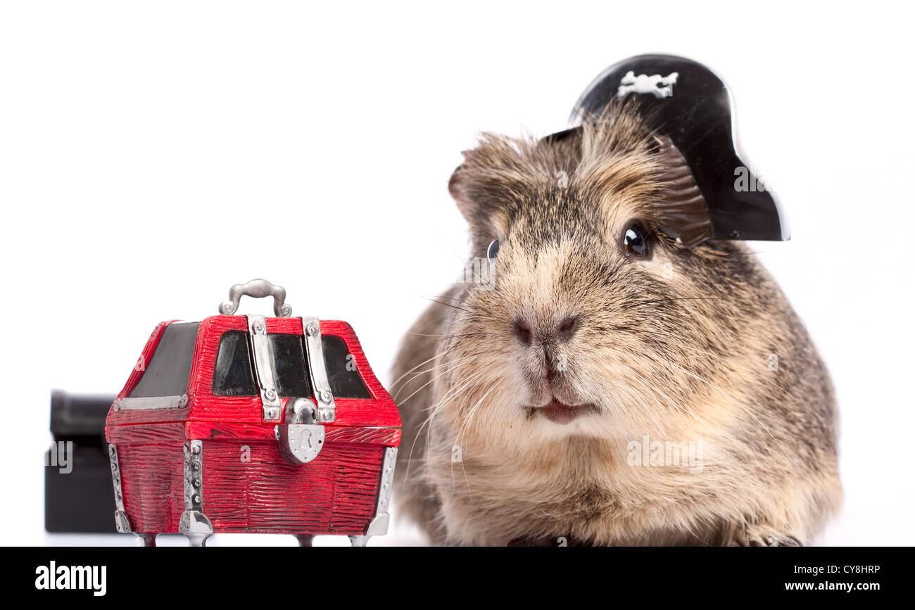Buccaneer treasure. Funny guinea pig portrait over white background ...