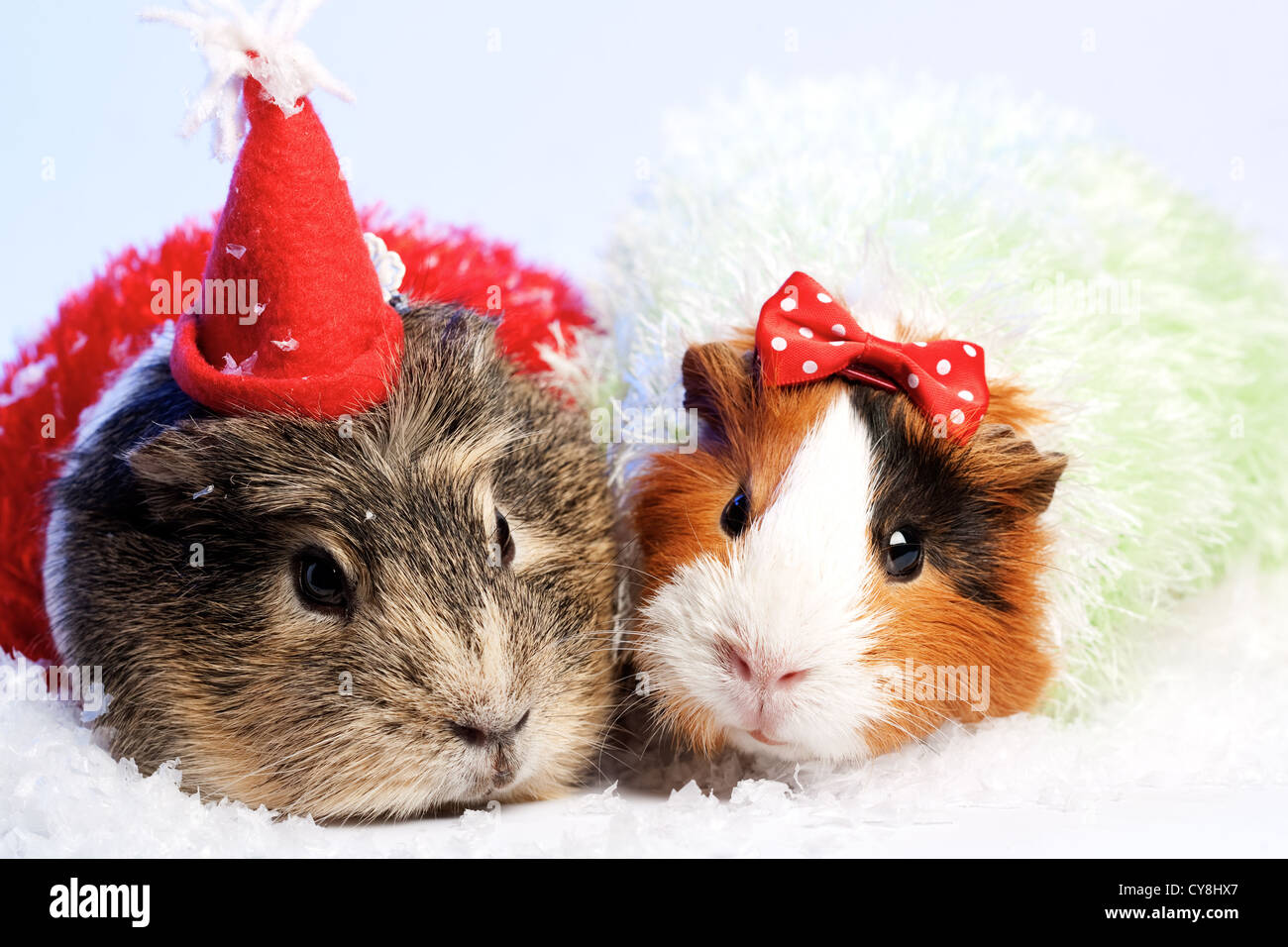 Funny Animals. Guinea pig Christmas portrait Stock Photo - Alamy