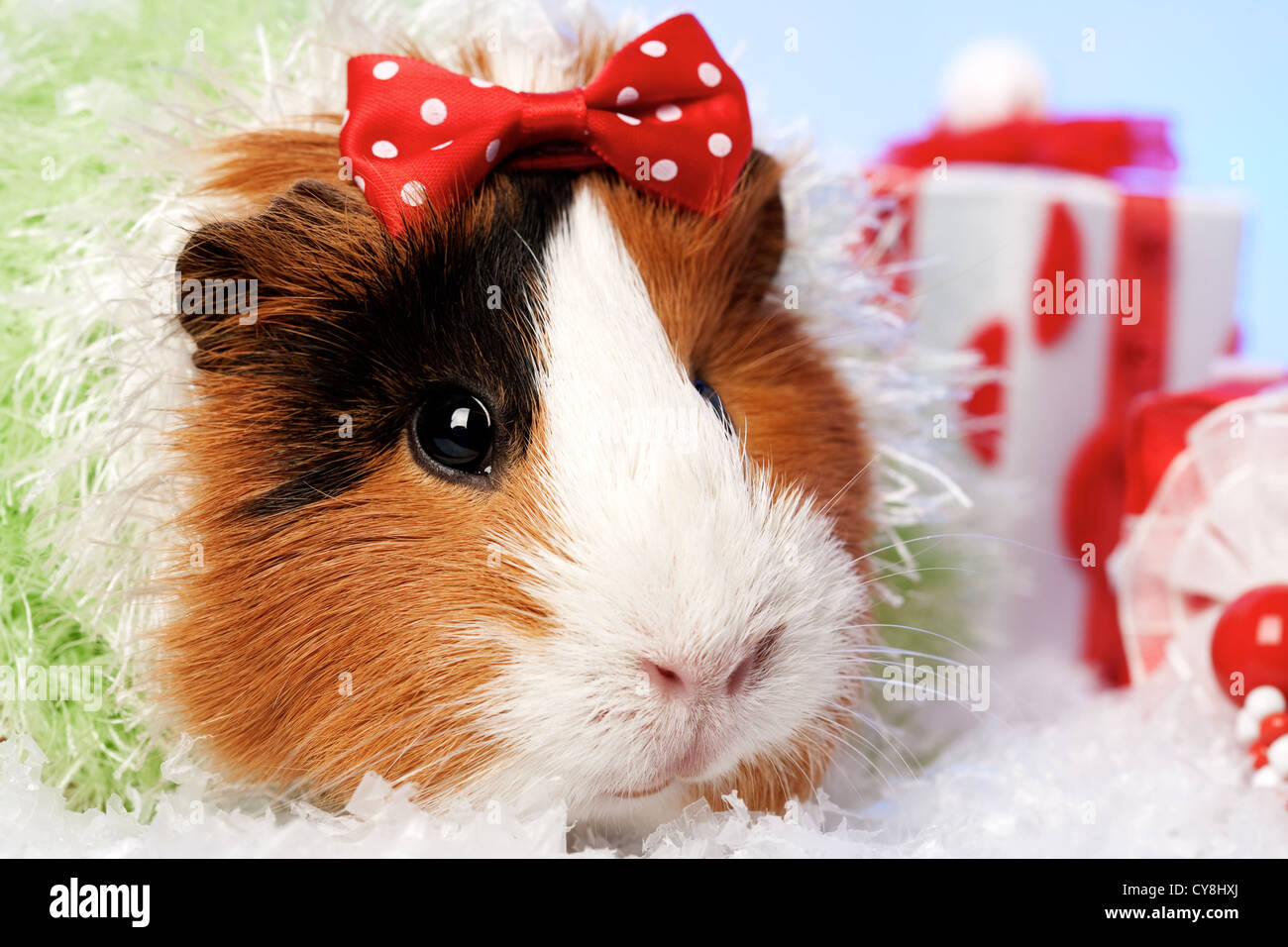 Funny Animals. Guinea pig Christmas portrait Stock Photo - Alamy