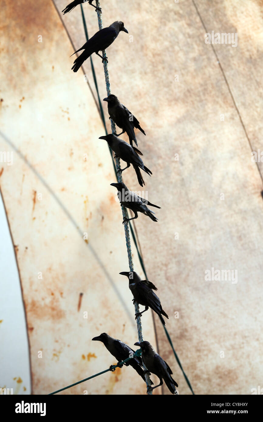 Black crow on rope hi-res stock photography and images - Alamy