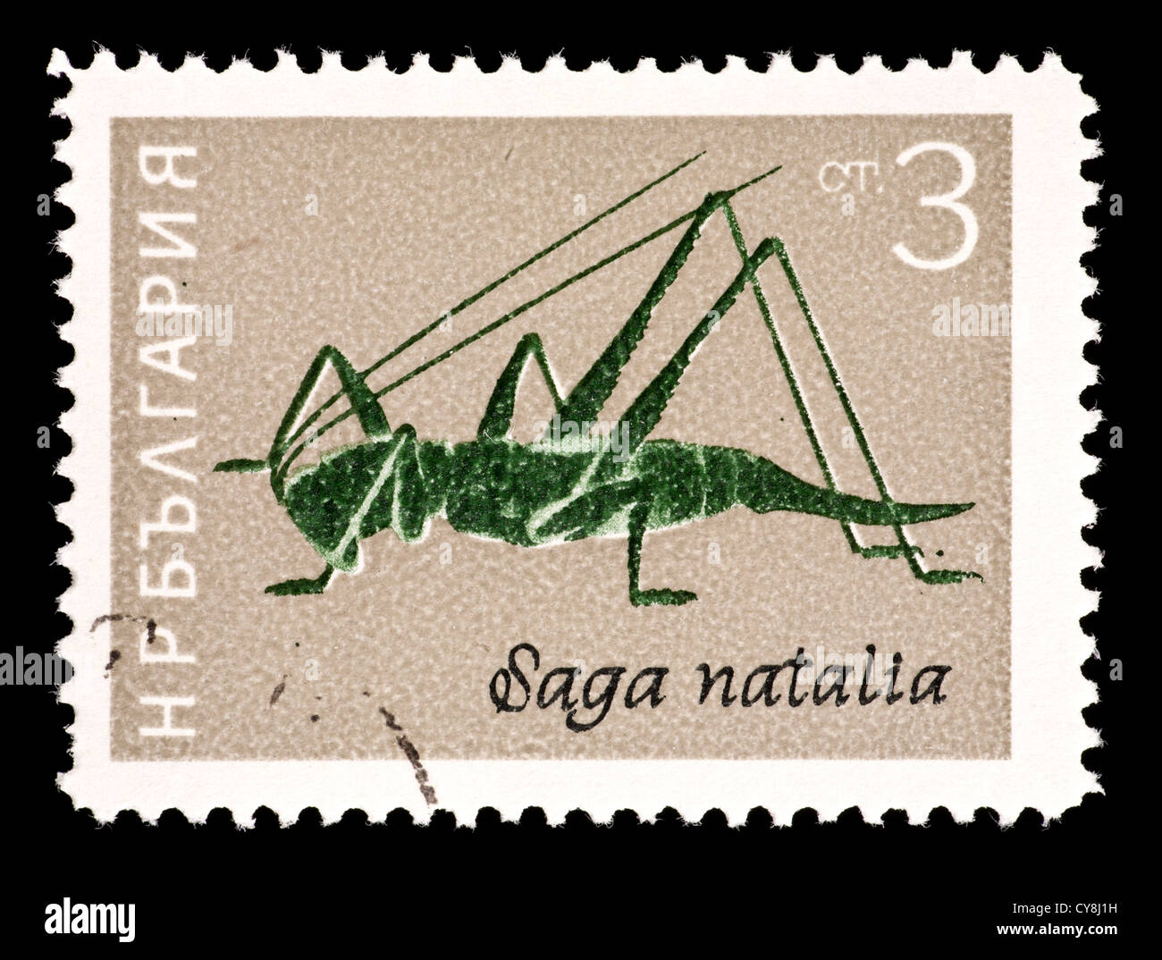 Postage stamp from Bulgaria depicting grasshopper (Saga natalia Stock ...