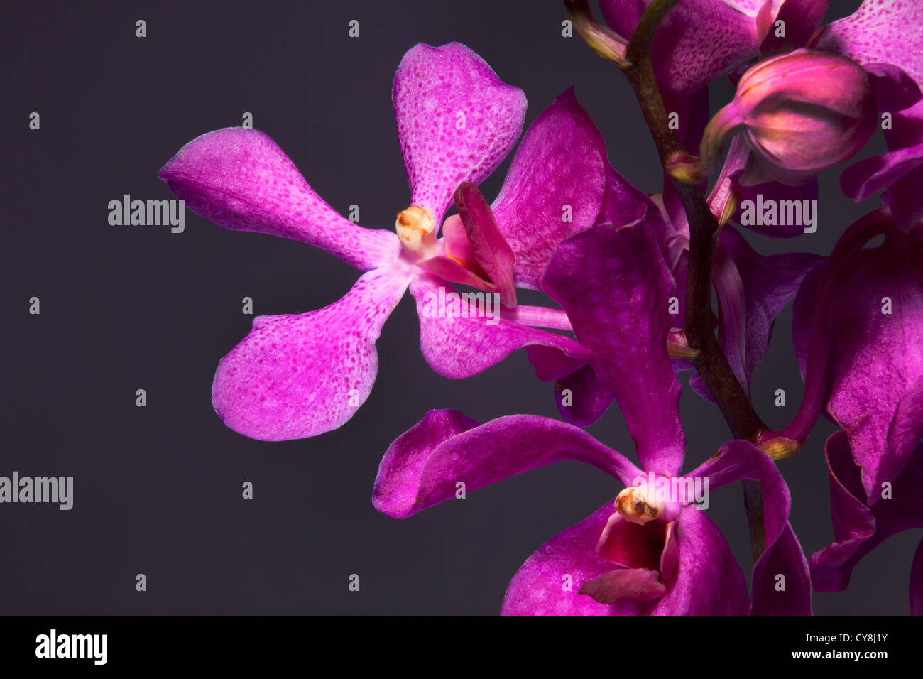 close up purple flowers orchids flowering in bloom photographed in ...