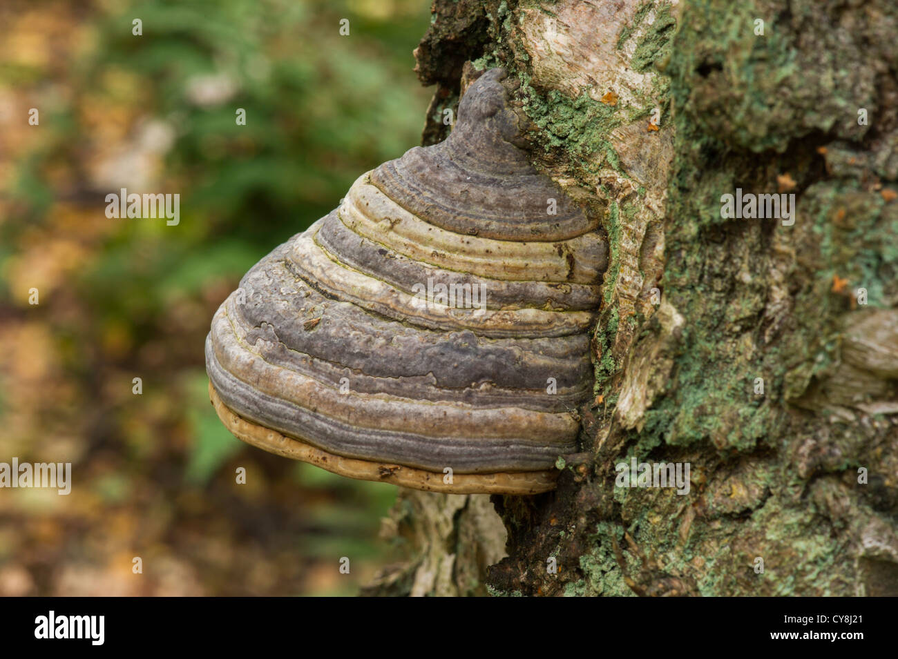 Hoof-Fungus(Fomes-fomentarius) growing on the side of Silver Birch ...