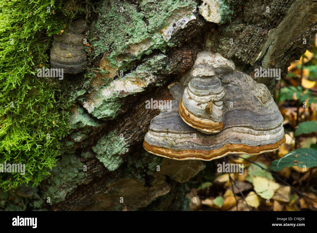 Hoof-Fungus(Fomes-fomentarius) growing on the side of Silver Birch ...