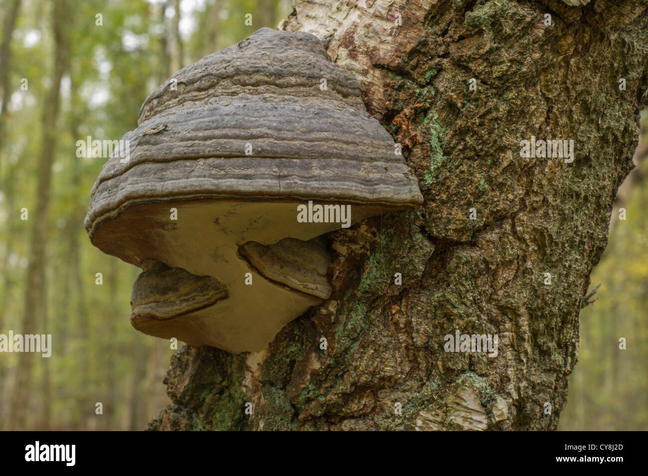 Hoof-Fungus(Fomes-fomentarius) growing on the side of Silver Birch ...