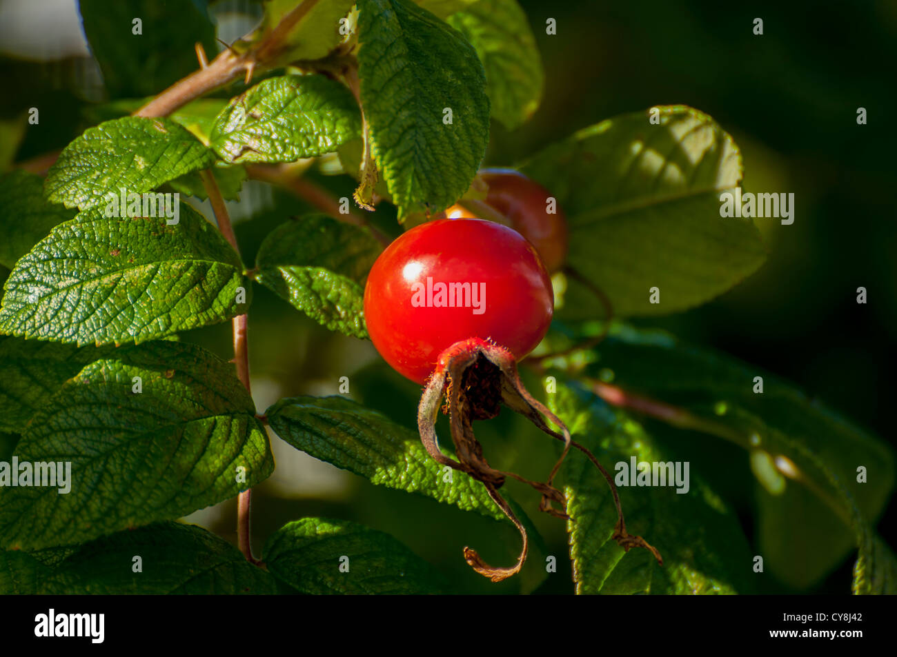 Rosehip hi-res stock photography and images - Alamy