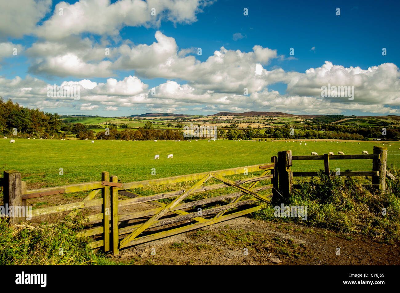 Sheep fence field hi-res stock photography and images - Alamy
