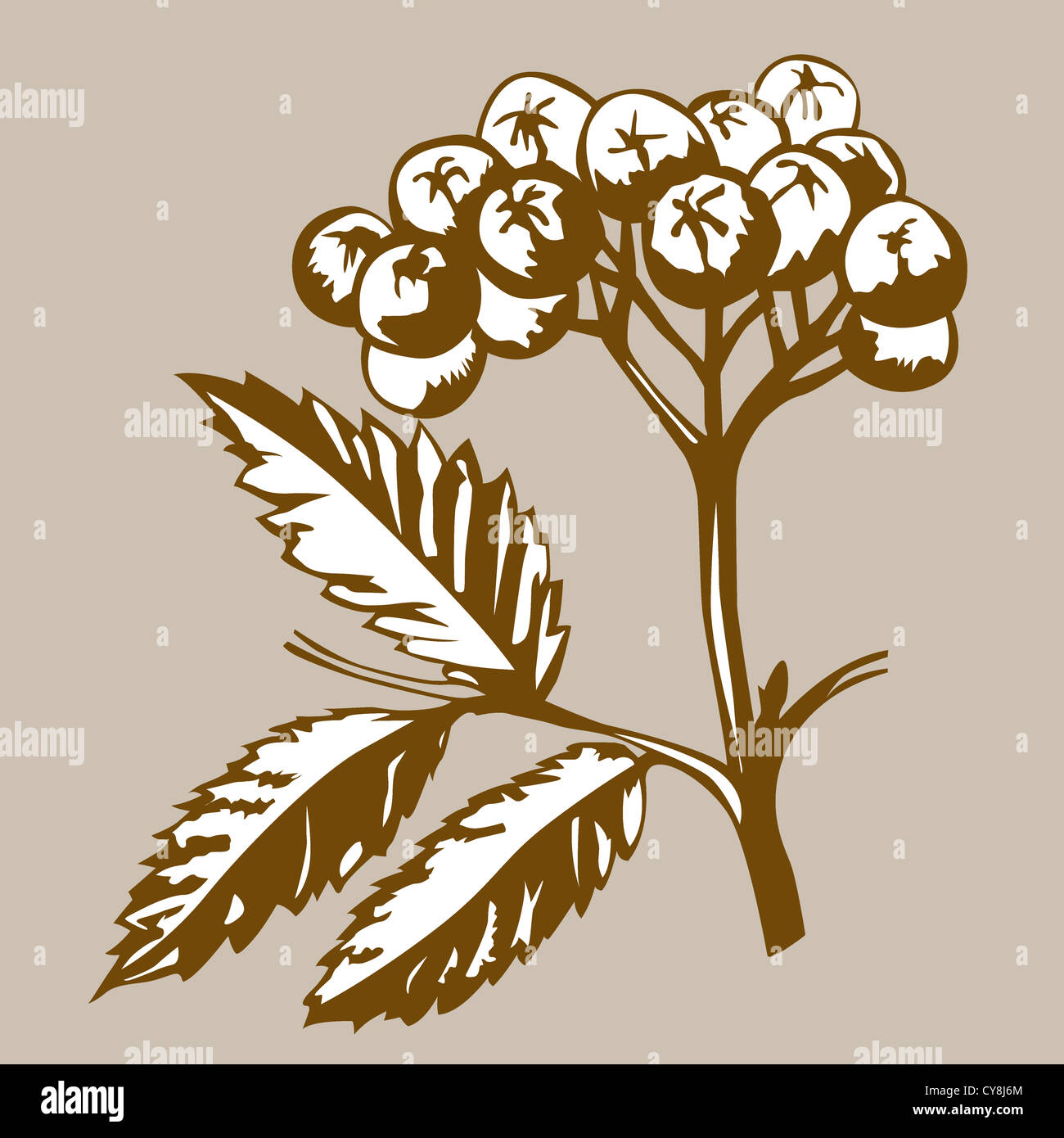 rowanberry on brown background, vector illustration Stock Photo - Alamy